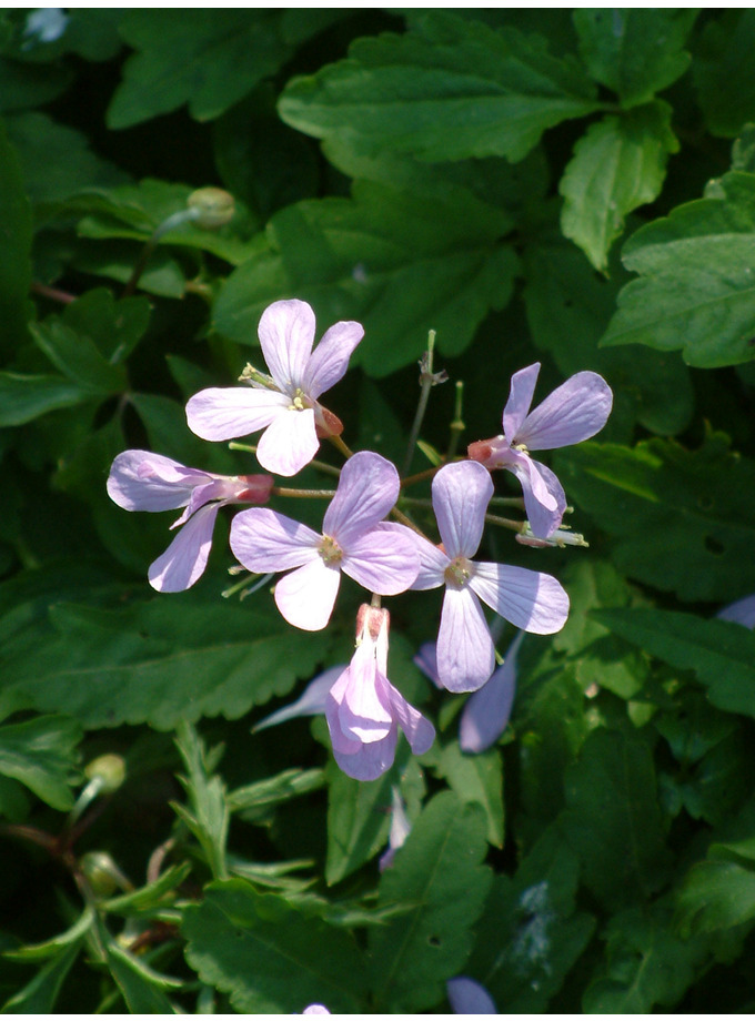 Cardamine quinquefolia - The Beth Chatto Gardens