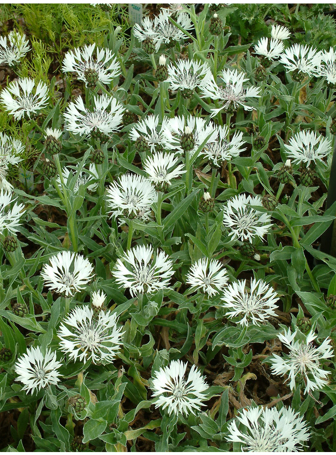Centaurea montana 'Alba' - The Beth Chatto Gardens