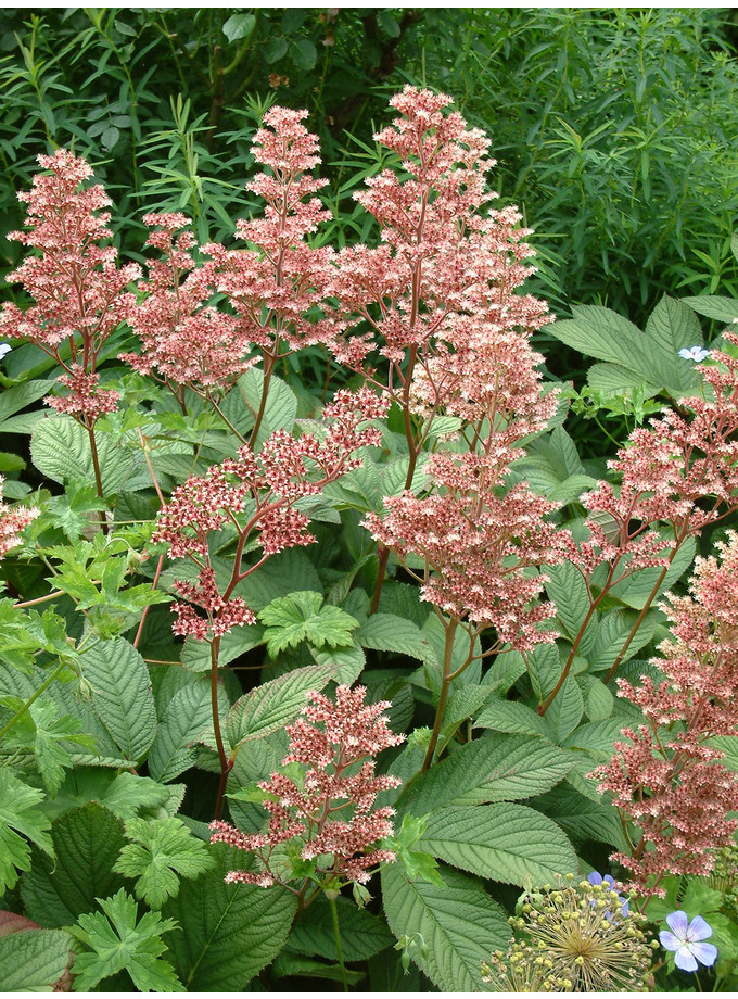 Rodgersia pinnata 'Superba' - The Beth Chatto Gardens