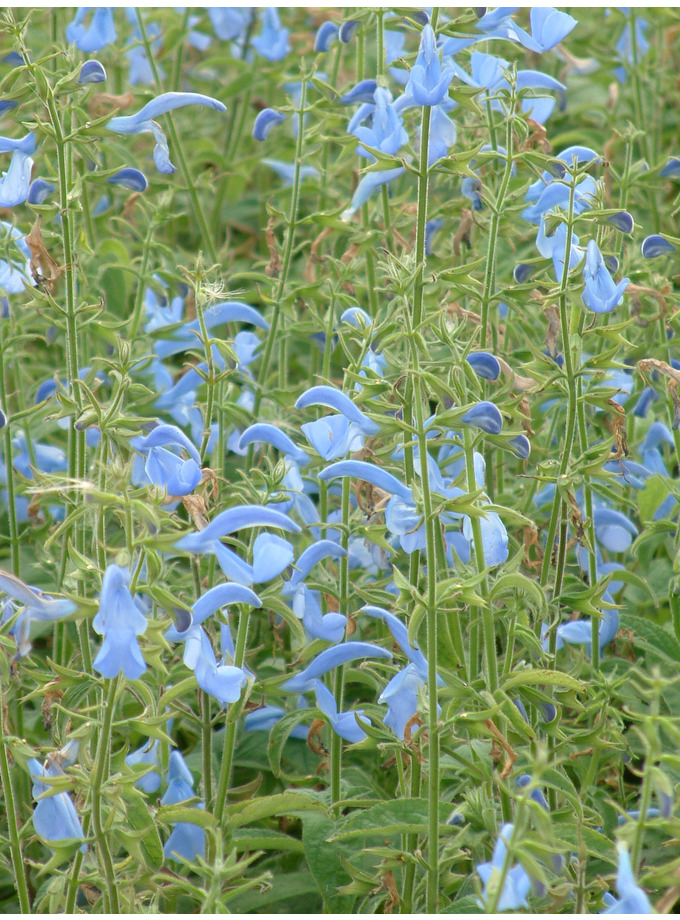 Salvia patens 'Cambridge Blue' - The Beth Chatto Gardens
