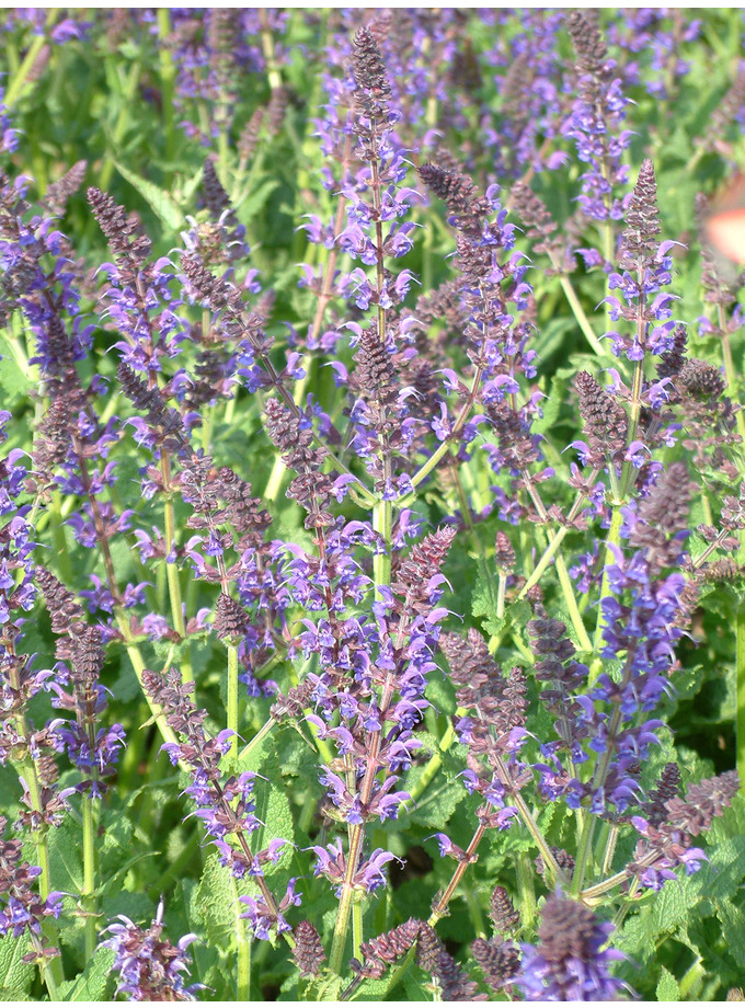 Salvia x sylvestris 'Mainacht' - The Beth Chatto Gardens