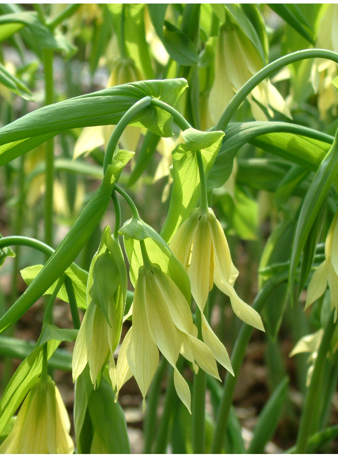Uvularia Grandiflora Var Pallida The Beth Chatto Gardens Required