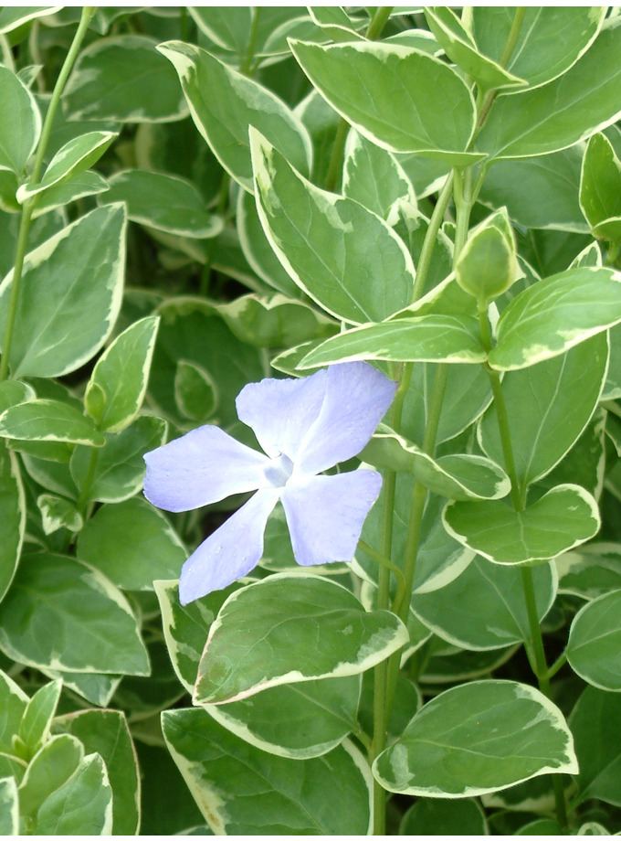 Vinca major 'Variegata' - The Beth Chatto Gardens