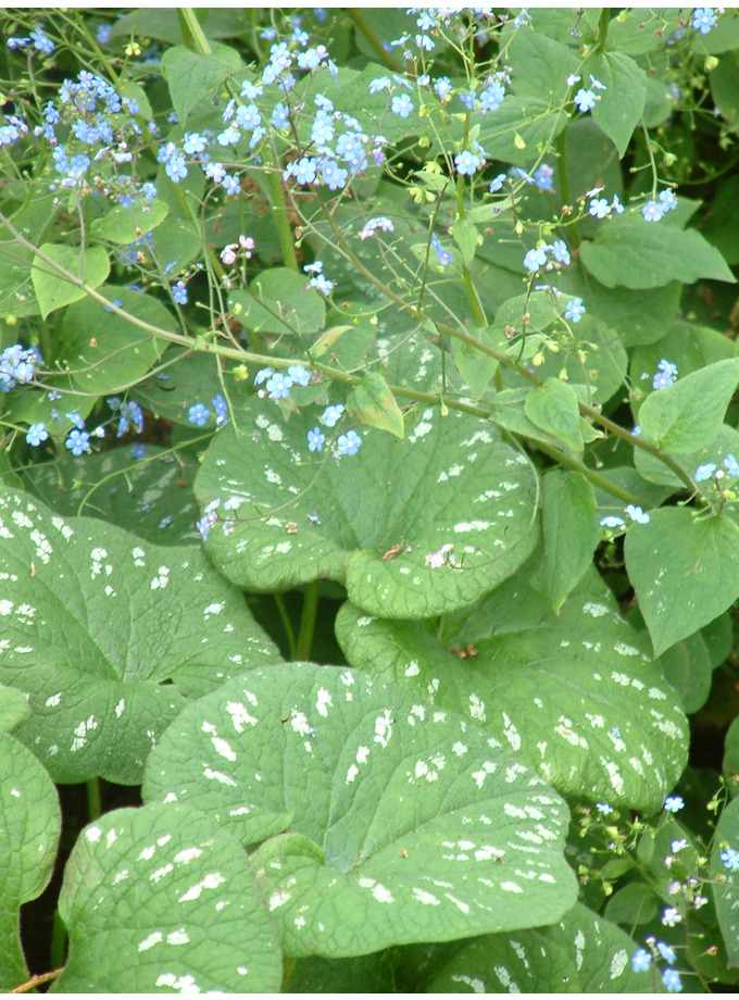 Brunnera macrophylla 'langtrees' - The Beth Chatto Gardens