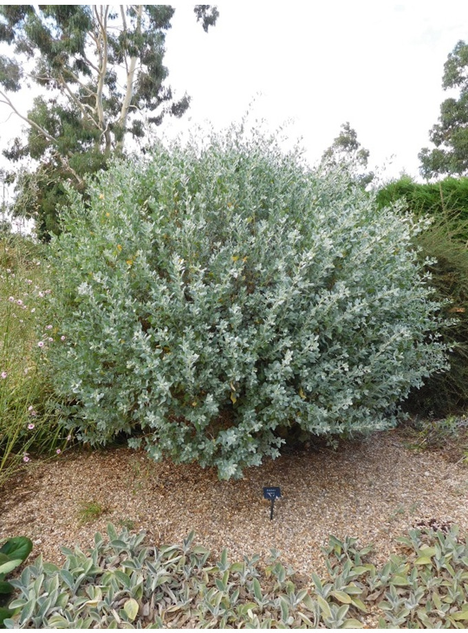 Atriplex | Atriplex halimus - The Beth Chatto Gardens
