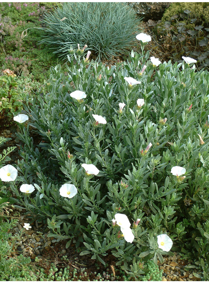 Convolvulus cneorum - The Beth Chatto Gardens