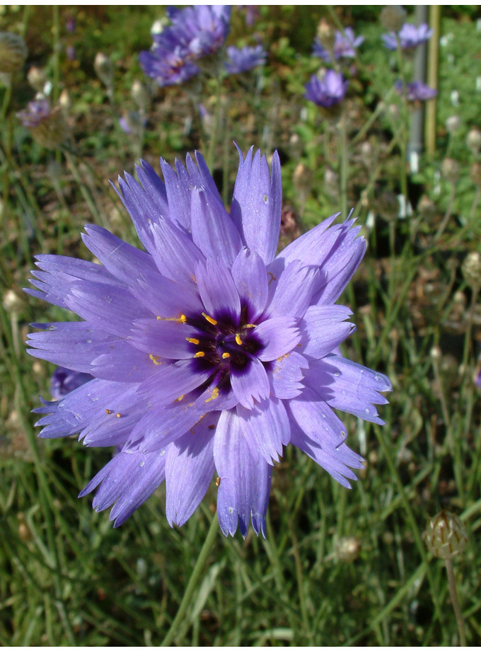 Catananche caerulea - The Beth Chatto Gardens