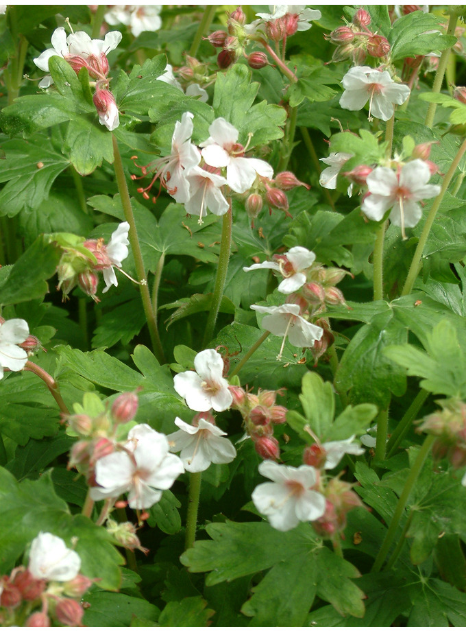 Geranium macrorrhizum 'Album' - The Beth Chatto Gardens