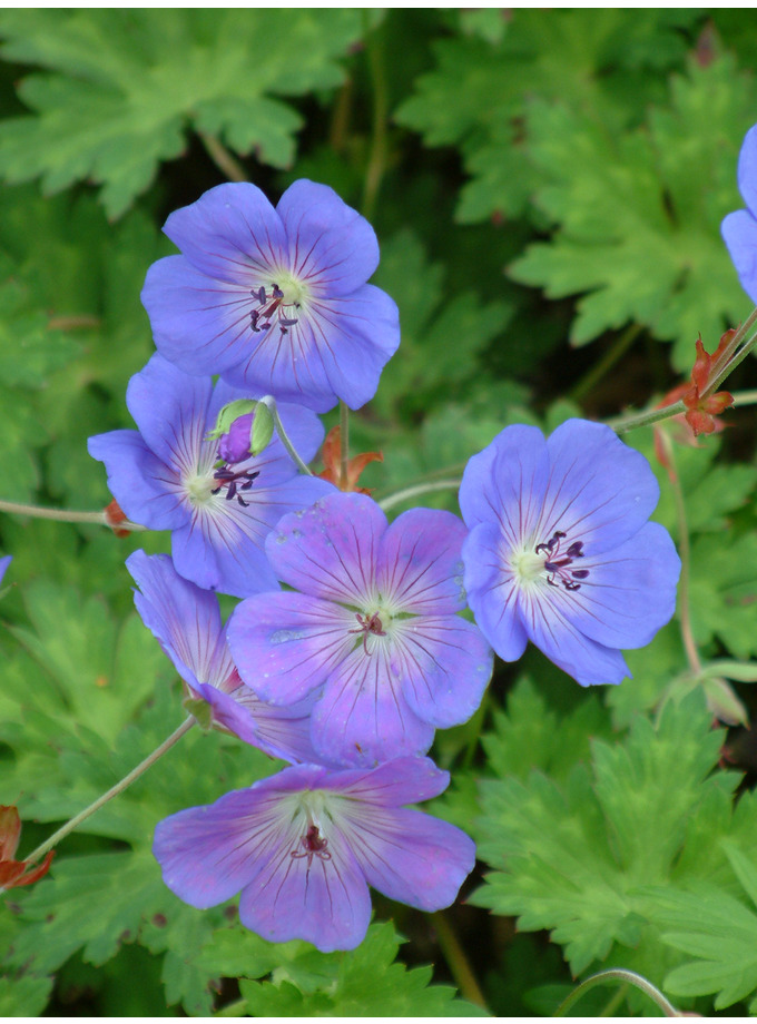 Geranium Rozanne = 'Gerwat' - The Beth Chatto Gardens