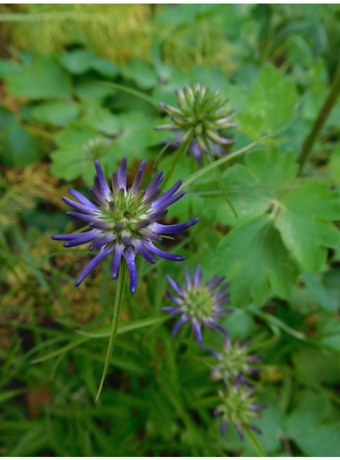 All Plants > Phyteuma scheuchzeri - The Beth Chatto Gardens