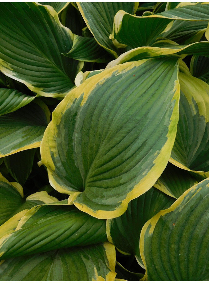 Hosta > Hosta 'Yellow River' - The Beth Chatto Gardens