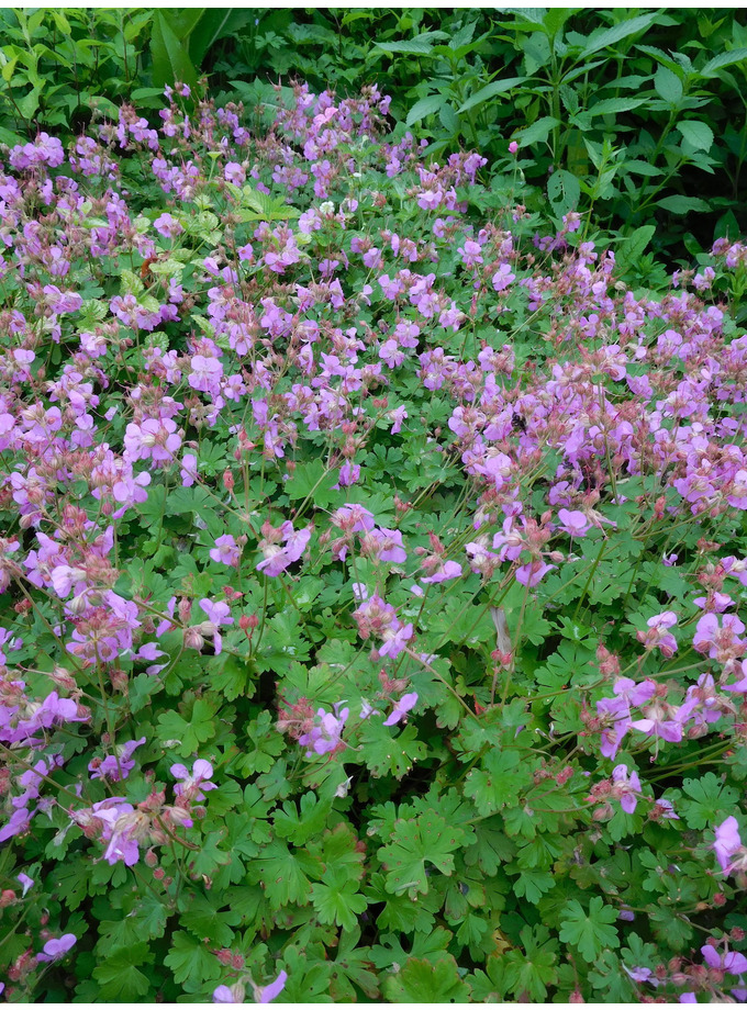 Cambridge Geranium Foliage