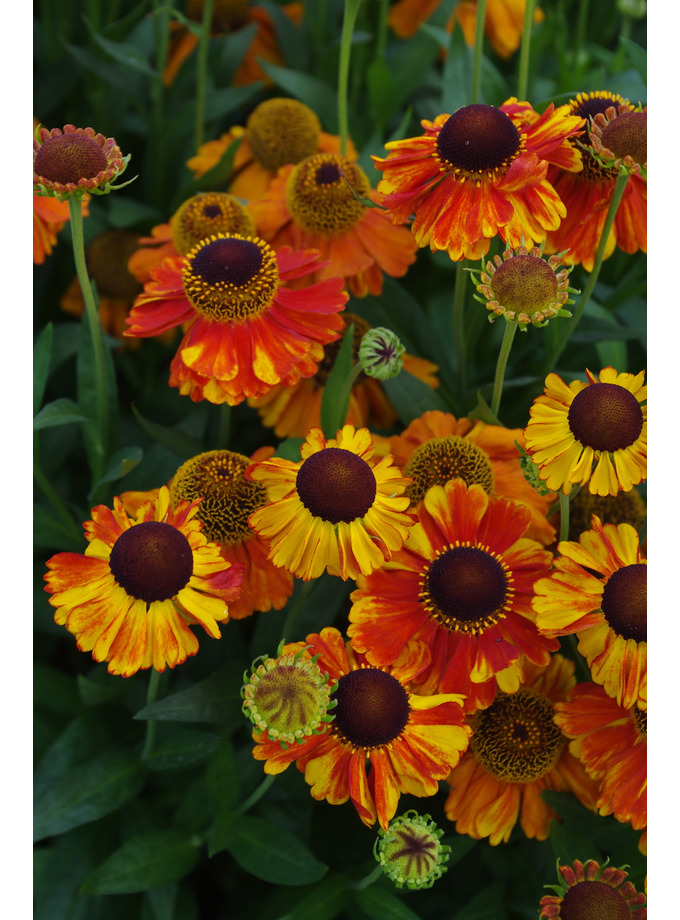 Helenium 'Sahin's early flowerer' - The Beth Chatto Gardens