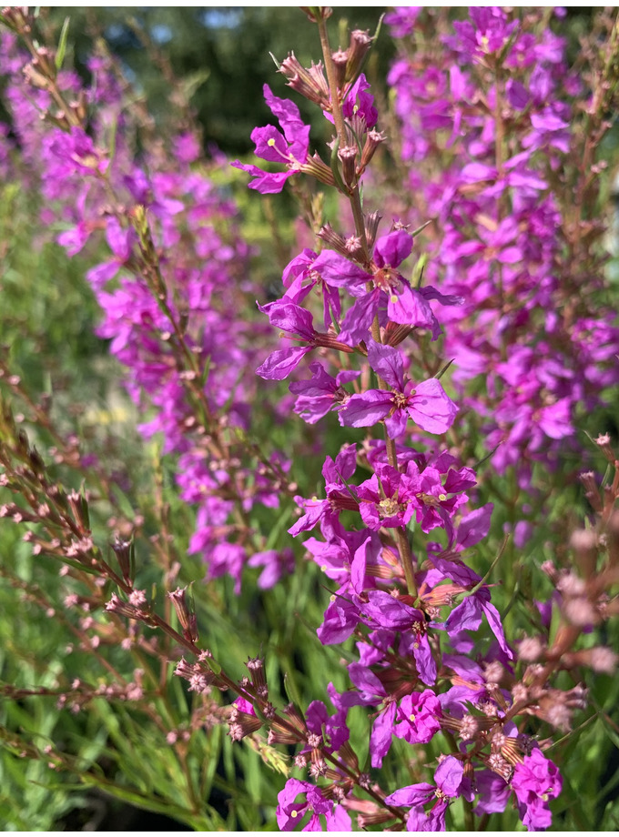 All Plants > Lythrum virgatum 'Swirl' - The Beth Chatto Gardens