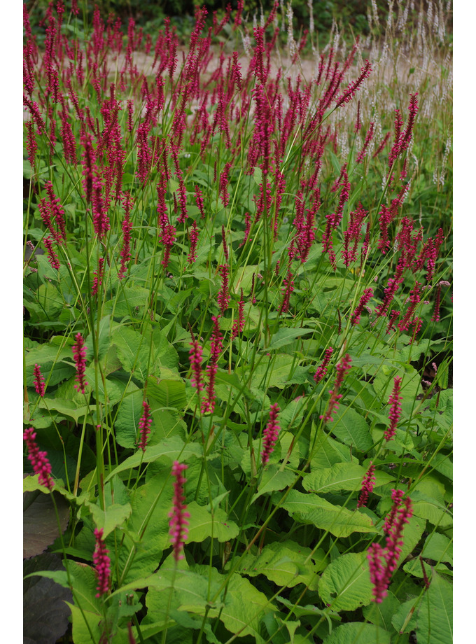 Persicaria amplexicaulis 'Firetail' - The Beth Chatto Gardens